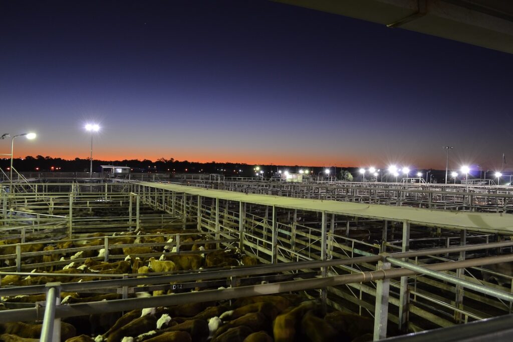Cattle Saleyard Safety - QRMC.